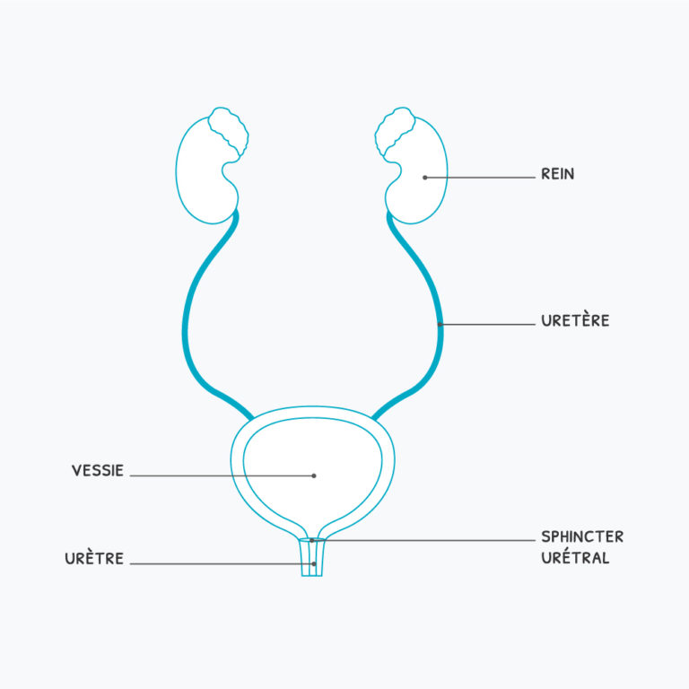 Comprendre l'appareil urinaire masculin | Incontinence Homme