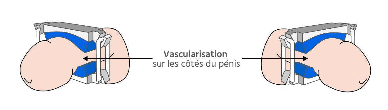 Penilex homme : explication et comparaison avec Stop-Uri Confort